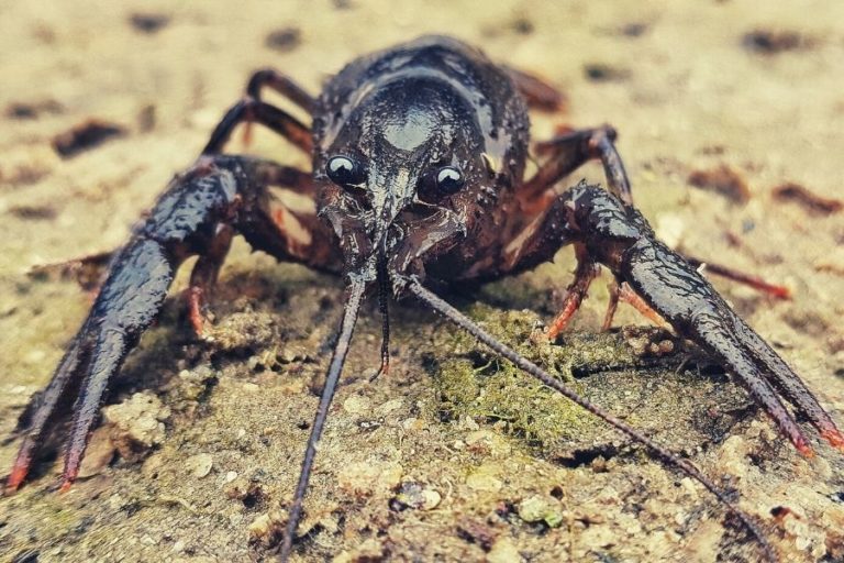 Is Crawfish Farming Profitable? (All You Need To Know)