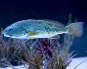 Can Croaker Fish Be Farmed? (Important Things To Know)