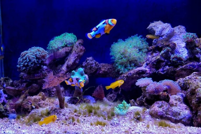 Freshwater Vs. Saltwater Fish (Which Is Better For Farming?)