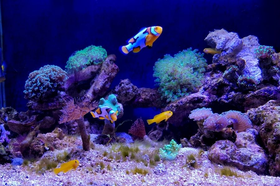 Freshwater Vs. Saltwater Fish (Which Is Better For Farming?)