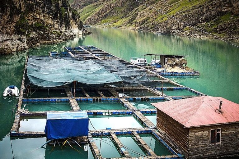 How To Start Fish Farming? (An Ultimate Guide)