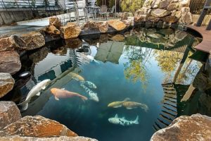 4 Types Of Ponds Best For Fish Farming (Beginners Guide)